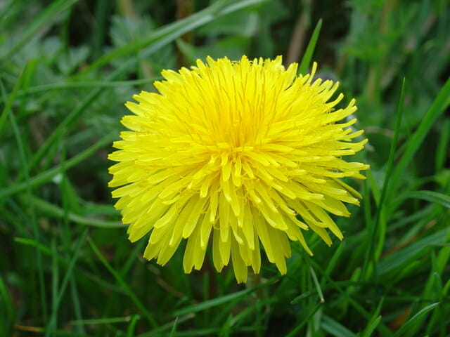 Dandelion: A Backyard Weed with Health Benefits - Russian Flora ...