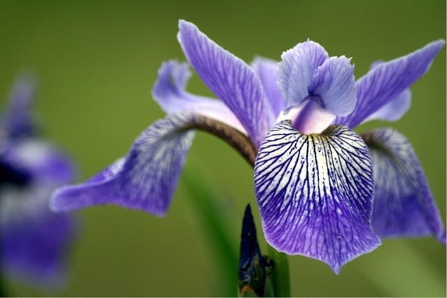 Iris Day: 12 Things You Don’t Know About the Iris Flower - Flower ...