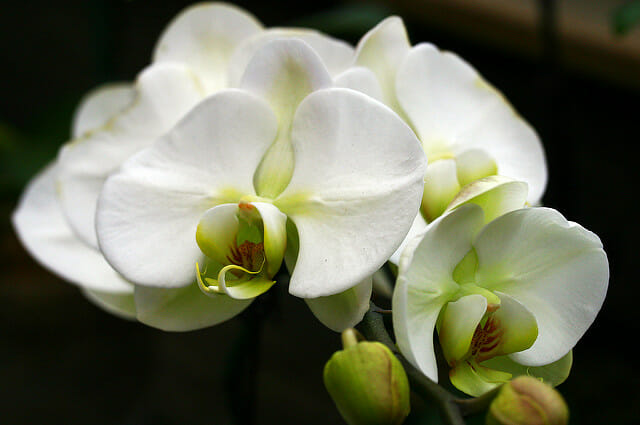3 White Flowers for Rosh Hashanah Bouquets - Flower Gifting Ideas by ...