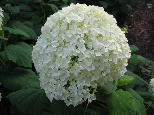 Celebrate International Tolerance Day with White Hydrangeas - Flower ...