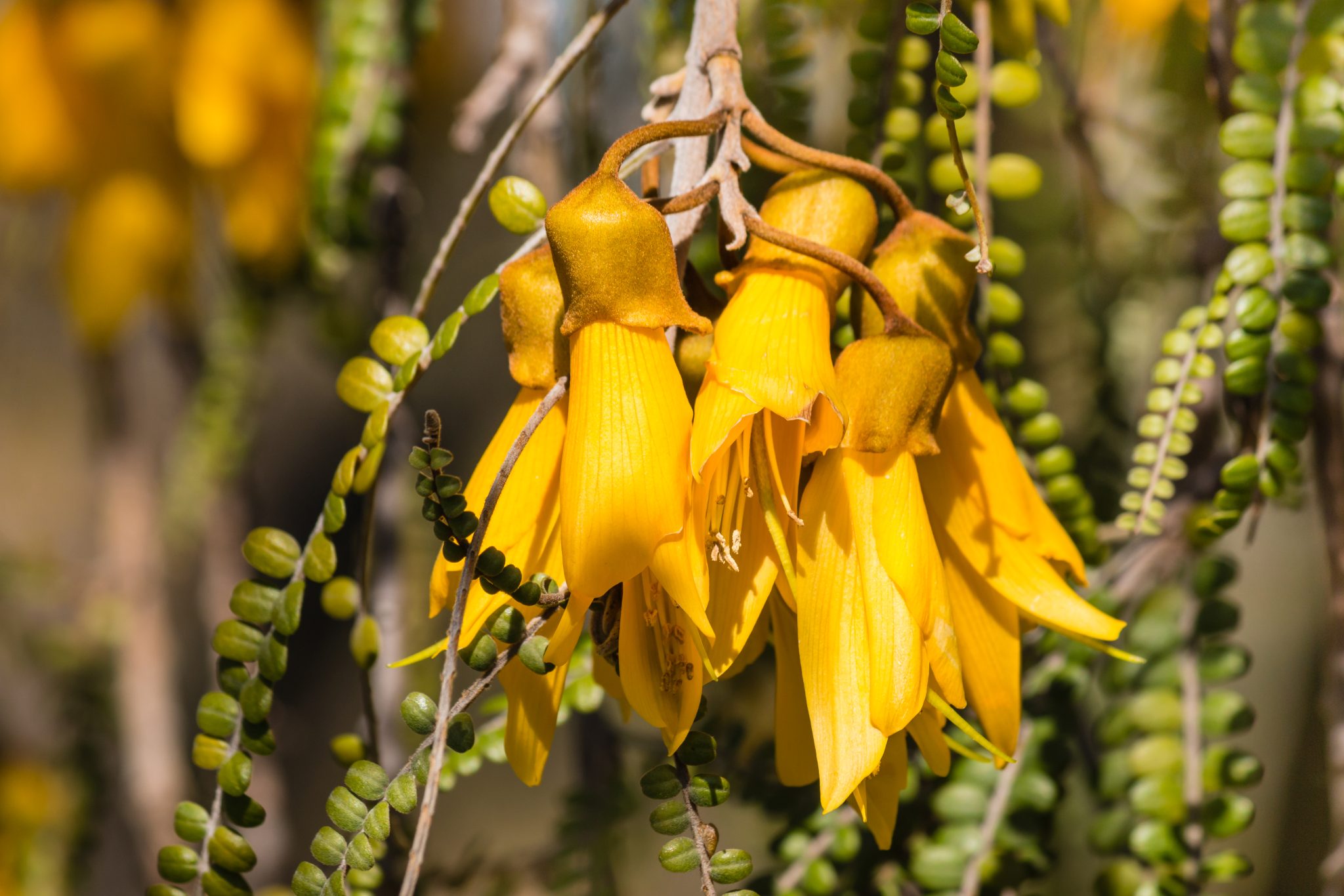 Kōwhai flower: The National Flower of New Zealand - Flower Gifting ...